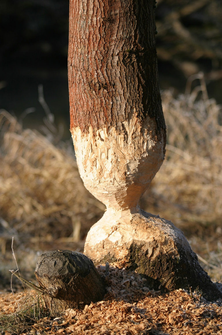 Nagen wie ein Biber - NAJUversum - die neue Internet-Plattform für ...